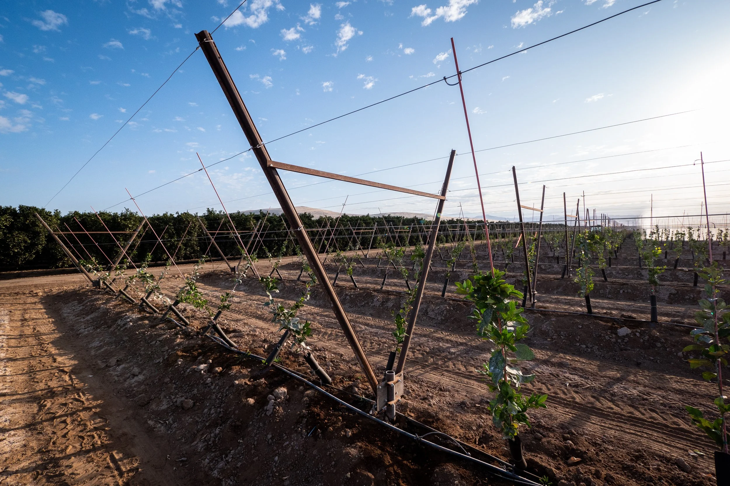 High Density Tatura Orchard Trellising For Citrus Benefits And Advantages — Jims Supply Co
