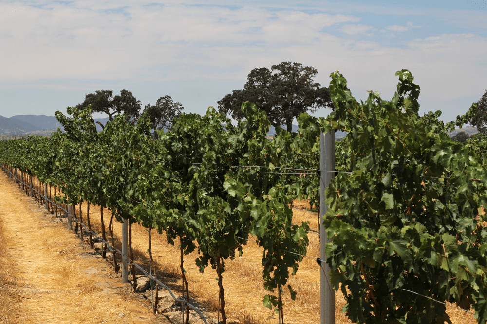 Eco Trellis Posts | Sustainable Vineyard Trellising — Jim's Supply Co.