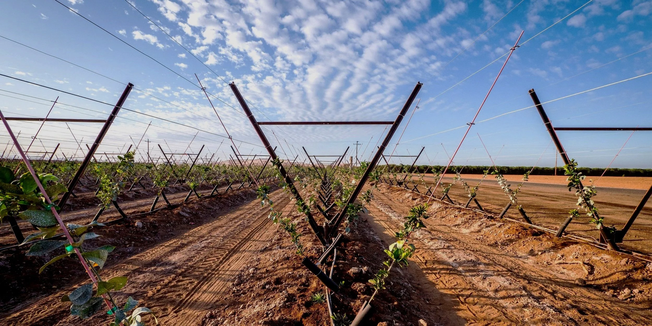 High-Density Tatura Orchard Trellising for Citrus | Benefits and ...