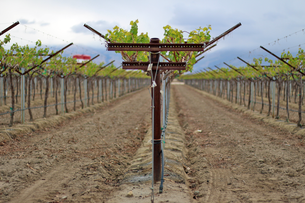 Open Gable Trellis System For Table Grapes | Benefits and Advantages ...