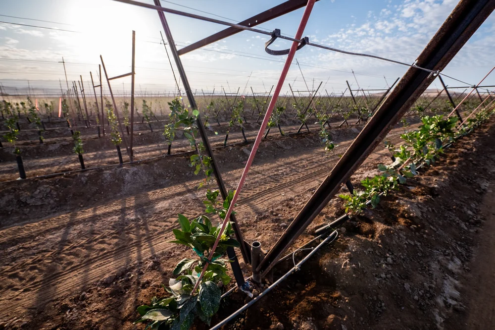 High-Density Tatura Orchard Trellising for Citrus | Benefits and ...
