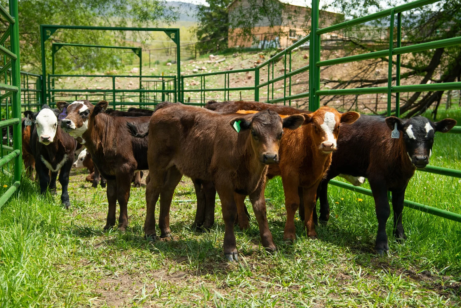 Powder River Livestock Equipment — Jim's Supply Co.