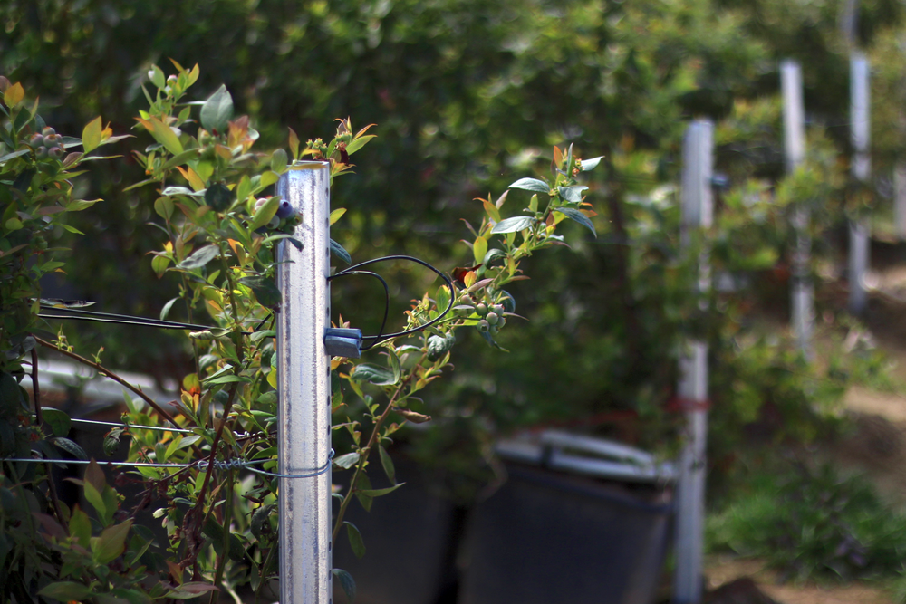 "T" Style Trellising System For Blueberries — Jim's Supply Co.