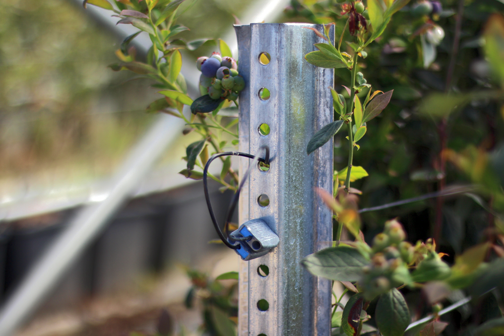 "T" Style Trellising System For Blueberries — Jim's Supply Co.