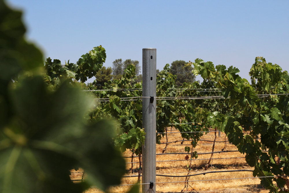 Eco Trellis Posts | Sustainable Vineyard Trellising — Jim's Supply Co.