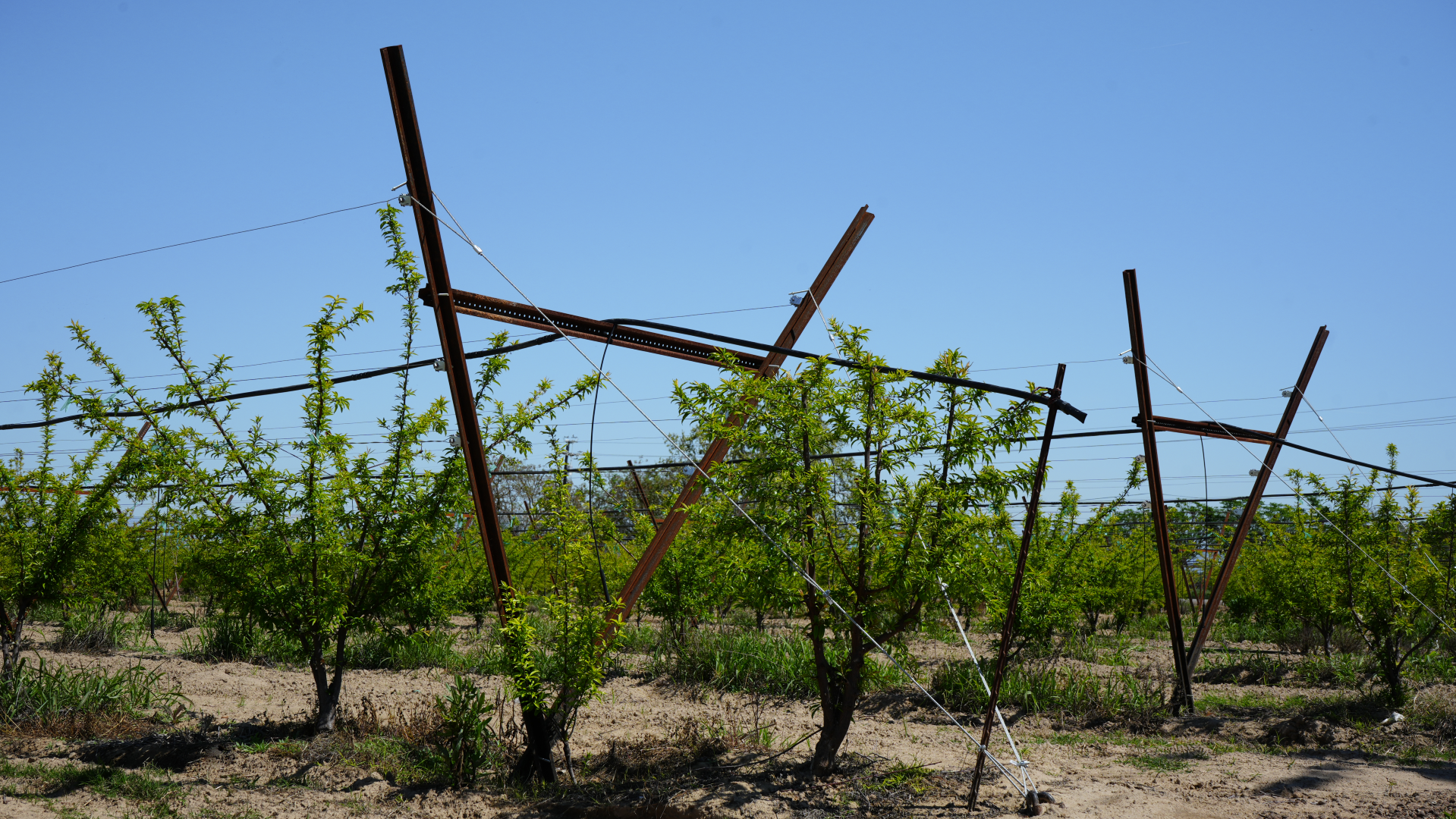 Growing More Fruit With the Tatura, A High-Density Trellising System ...