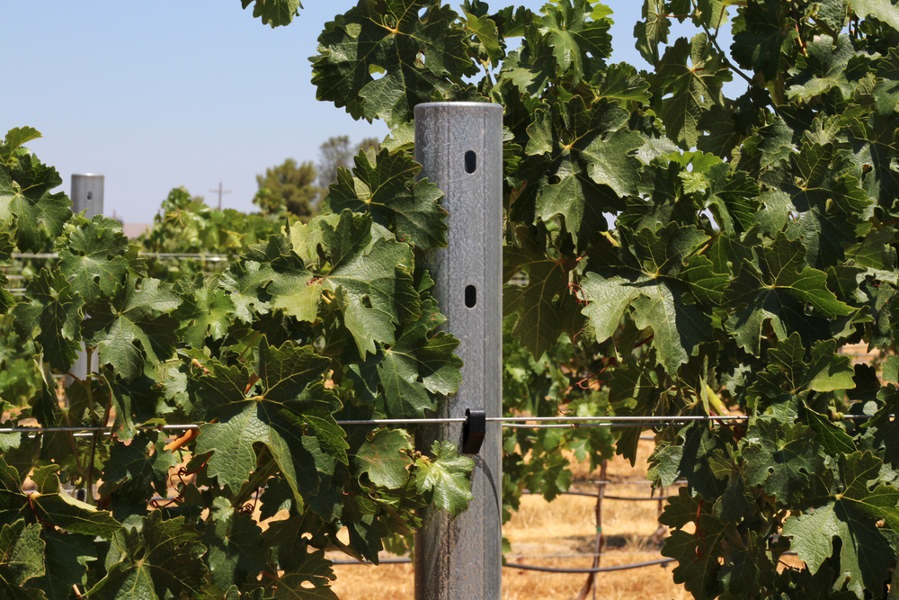 Eco Trellis Posts | Sustainable Vineyard Trellising — Jim's Supply Co.