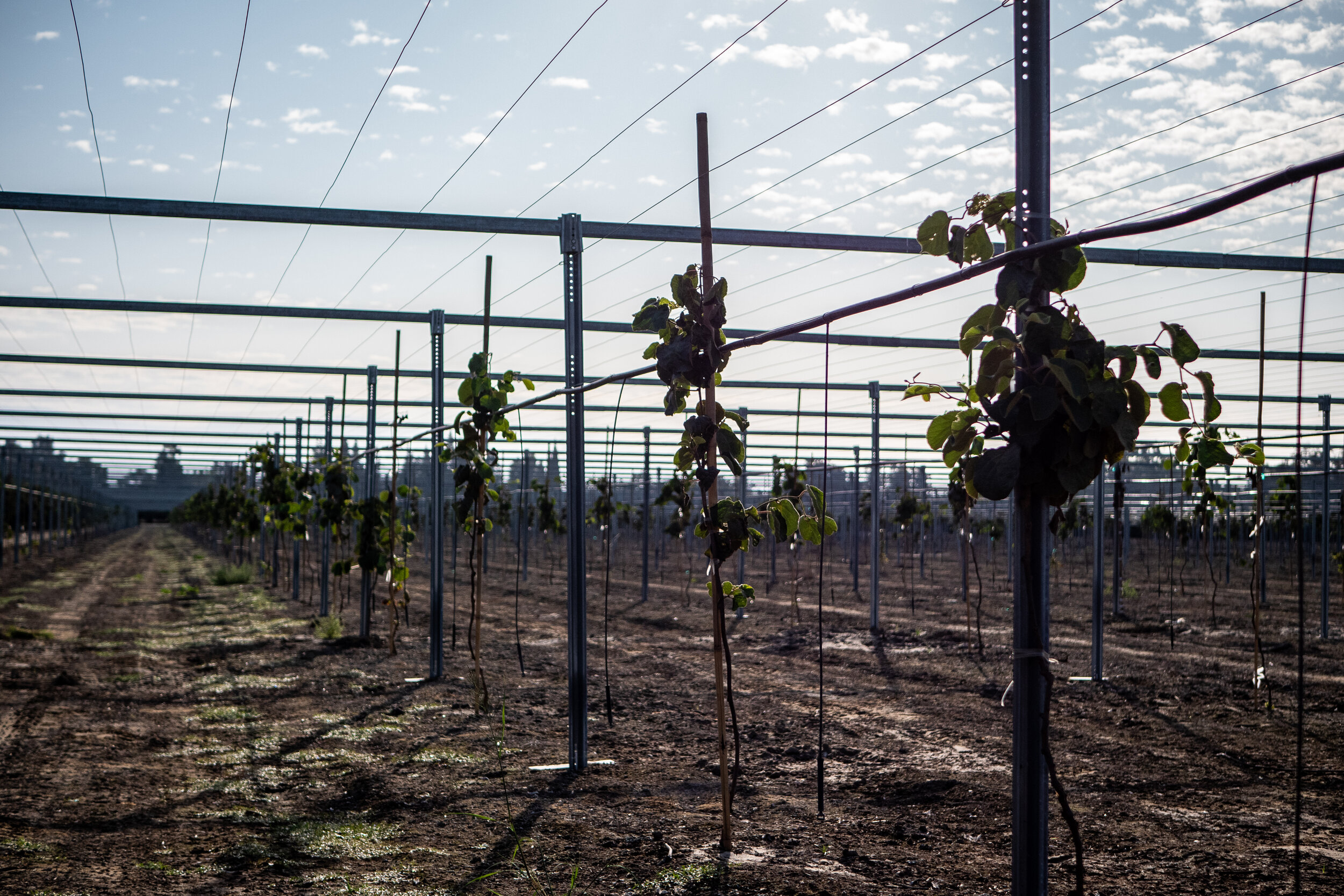 Eco Beam Vertical Trellis For Kiwifruit Crops — Jim's Supply Co.