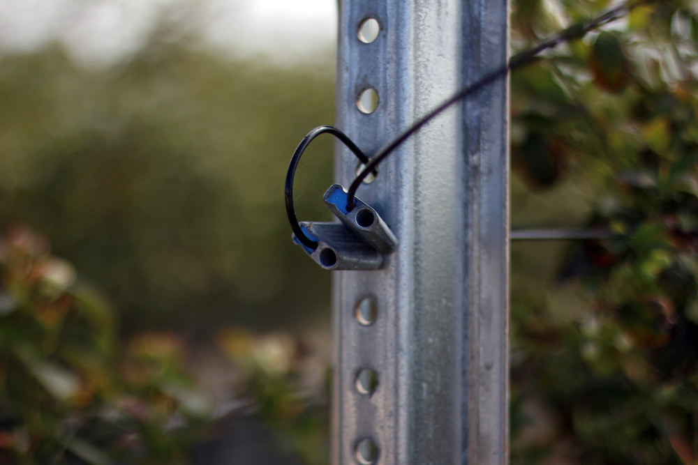 "T" Style Trellising System For Blueberries — Jim's Supply Co.