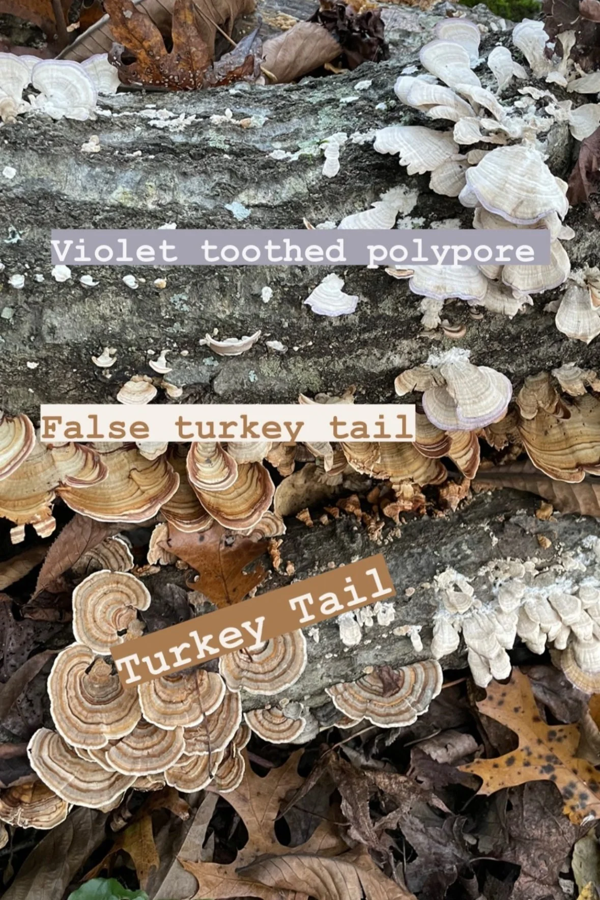 Turkey Tail Mushroom Identification: Key Features & Tips — Nashville ...