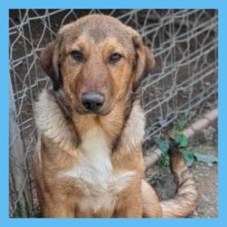 O.U.R Dog Foundation - Home