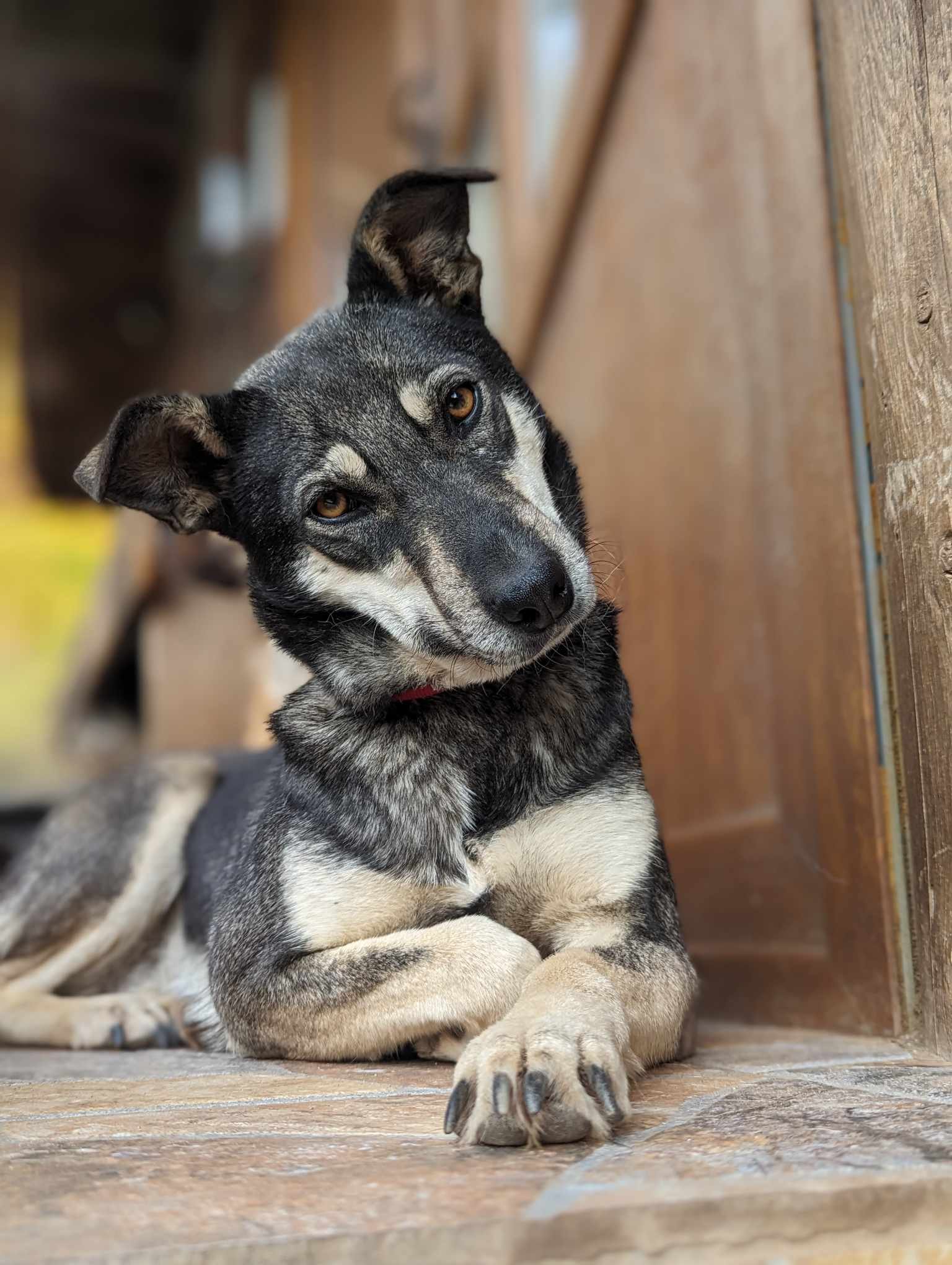 O.U.R Dog Foundation - Adopt a Romanian Rescue Dog