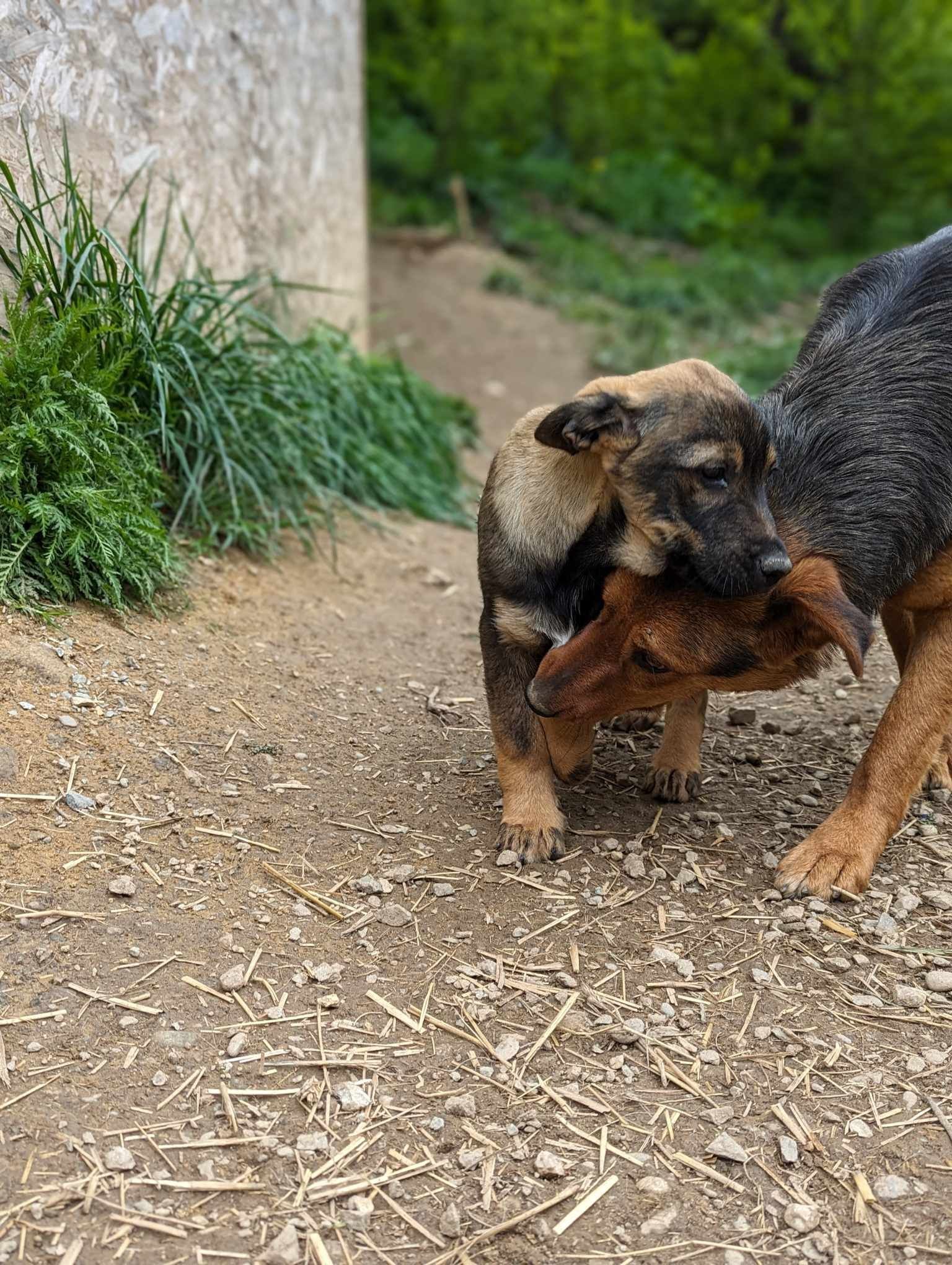 O.U.R Dog Foundation - Adopt a Rescue Dog