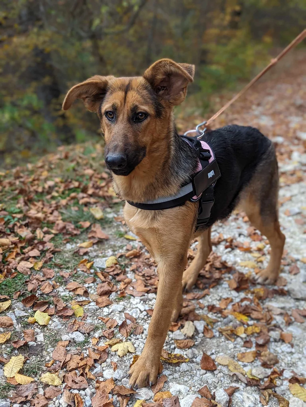 O.U.R Dog Foundation - Adopt a Romanian Rescue Dog