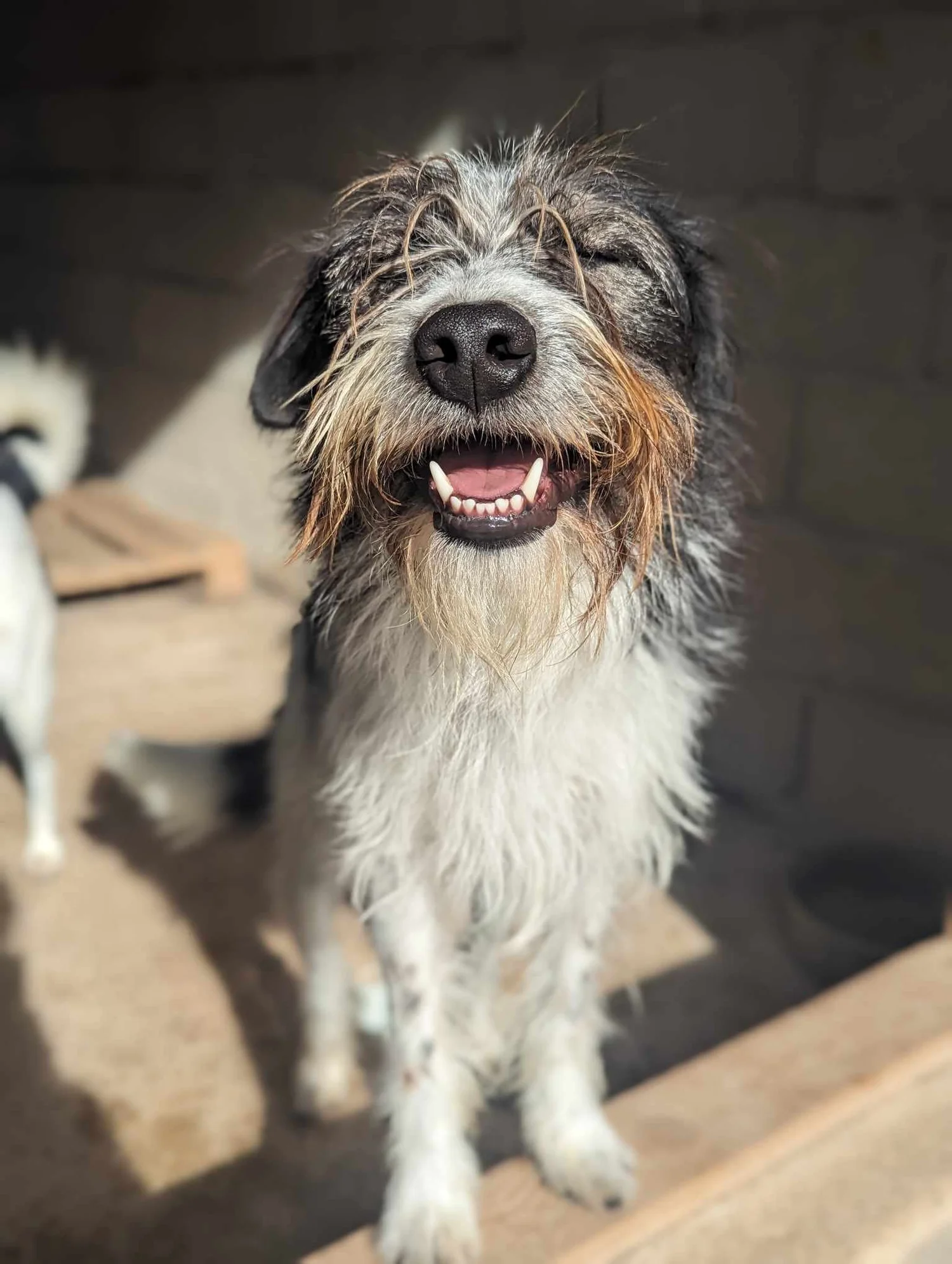 O.U.R Dog Foundation - Adopt a Rescue Dog