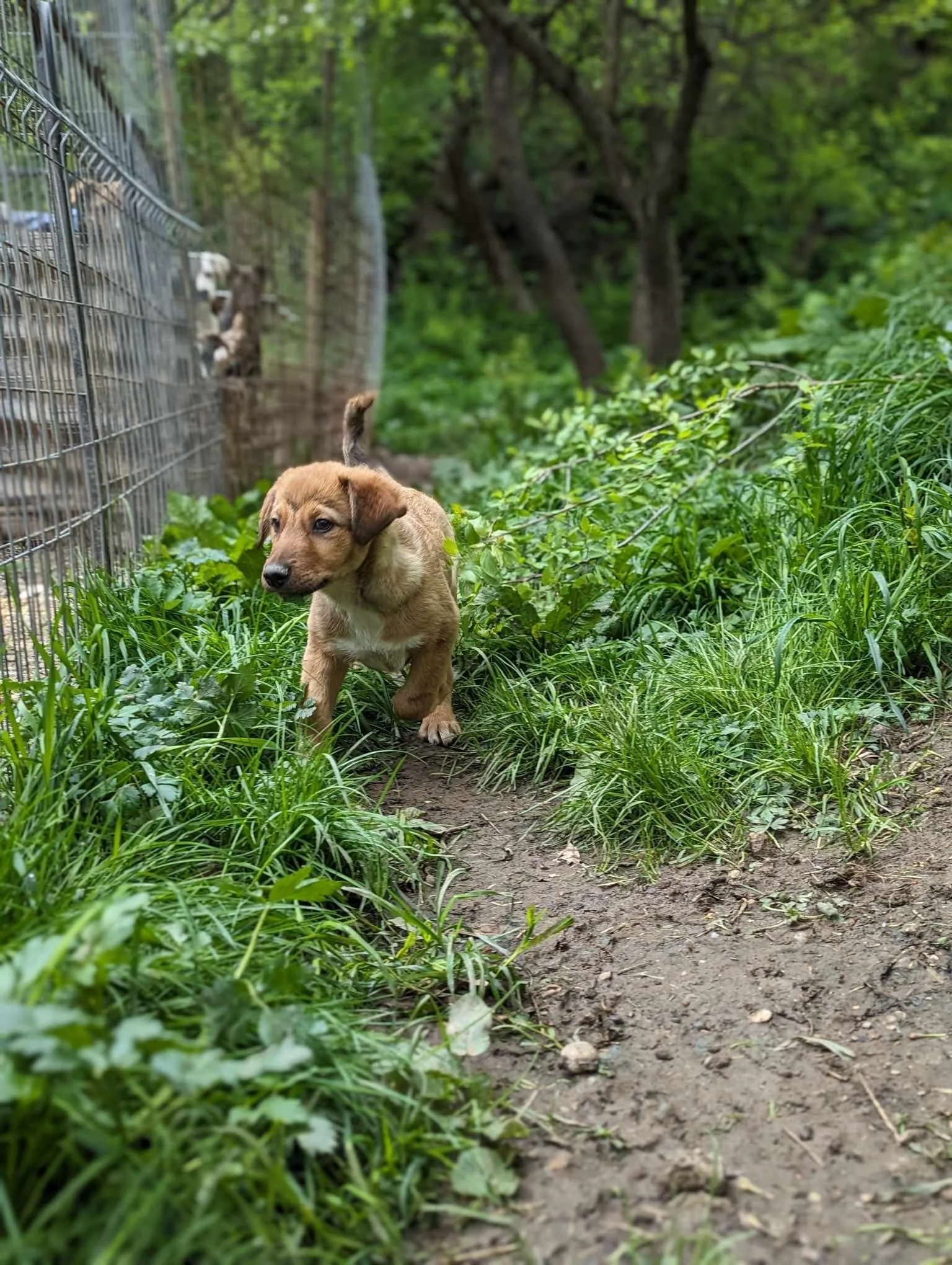 O.U.R Dog Foundation - Adopt a Rescue Dog