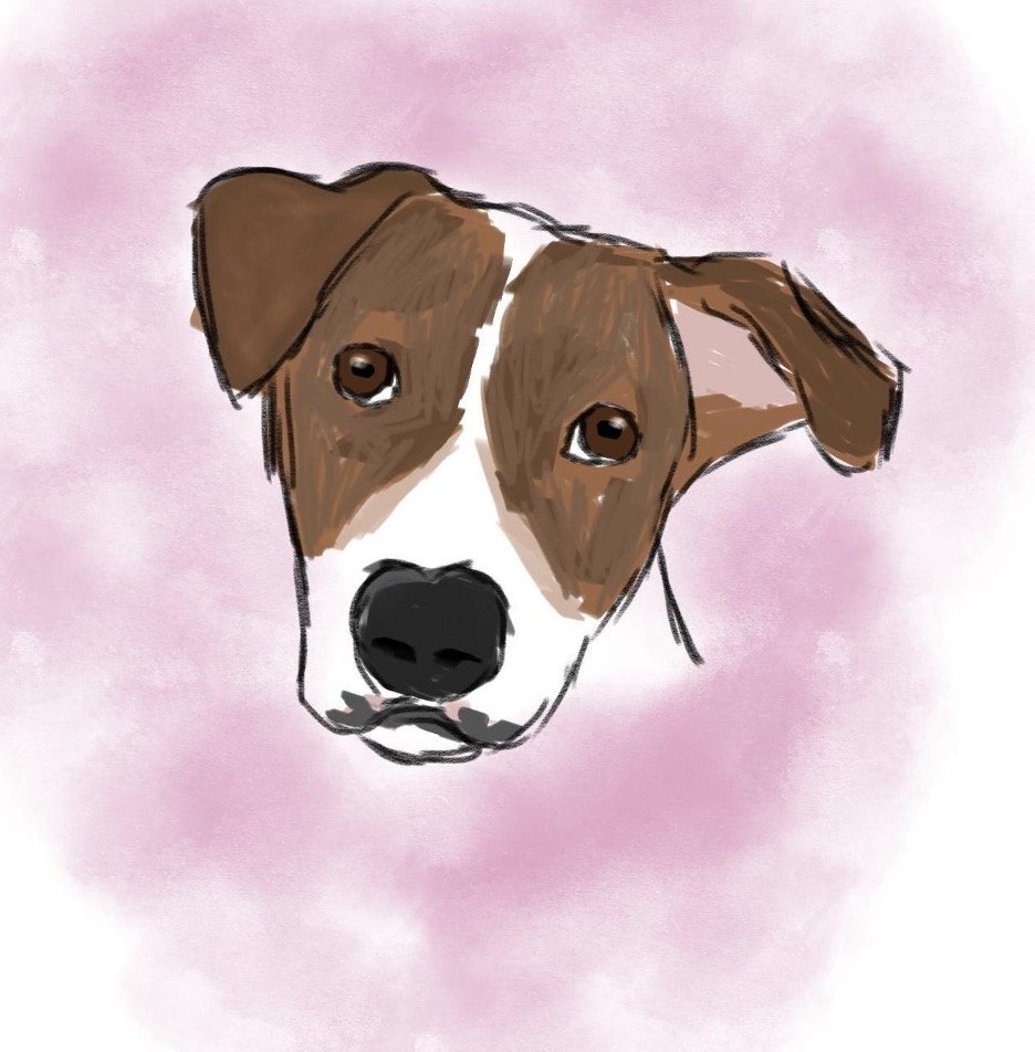 O.U.R Dog Foundation - Adopt a Rescue Dog