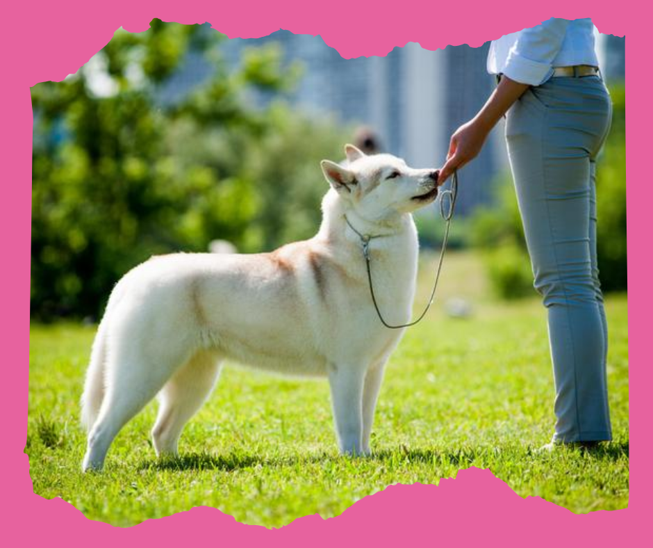 O.U.R Dog Foundation - Adopt a Rescue Dog