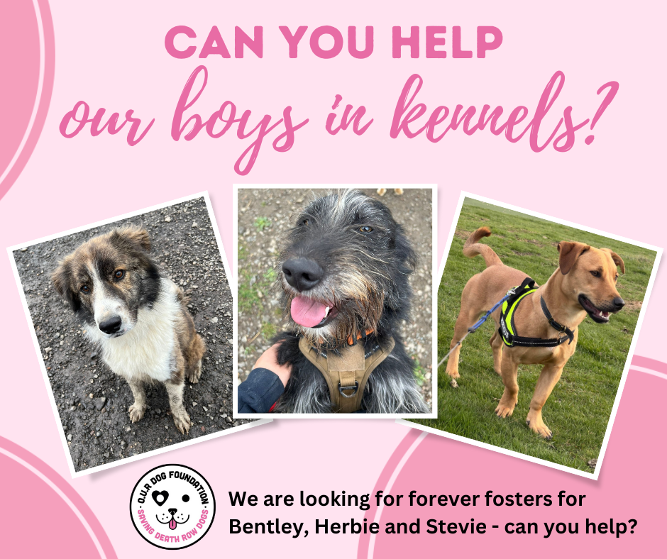 O.U.R Dog Foundation - Adopt a Rescue Dog