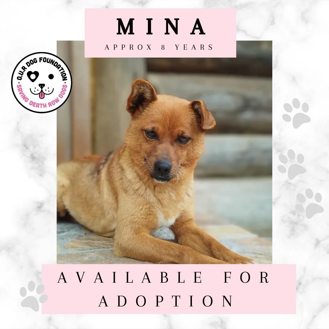 Are 8 Year Old Dogs Old