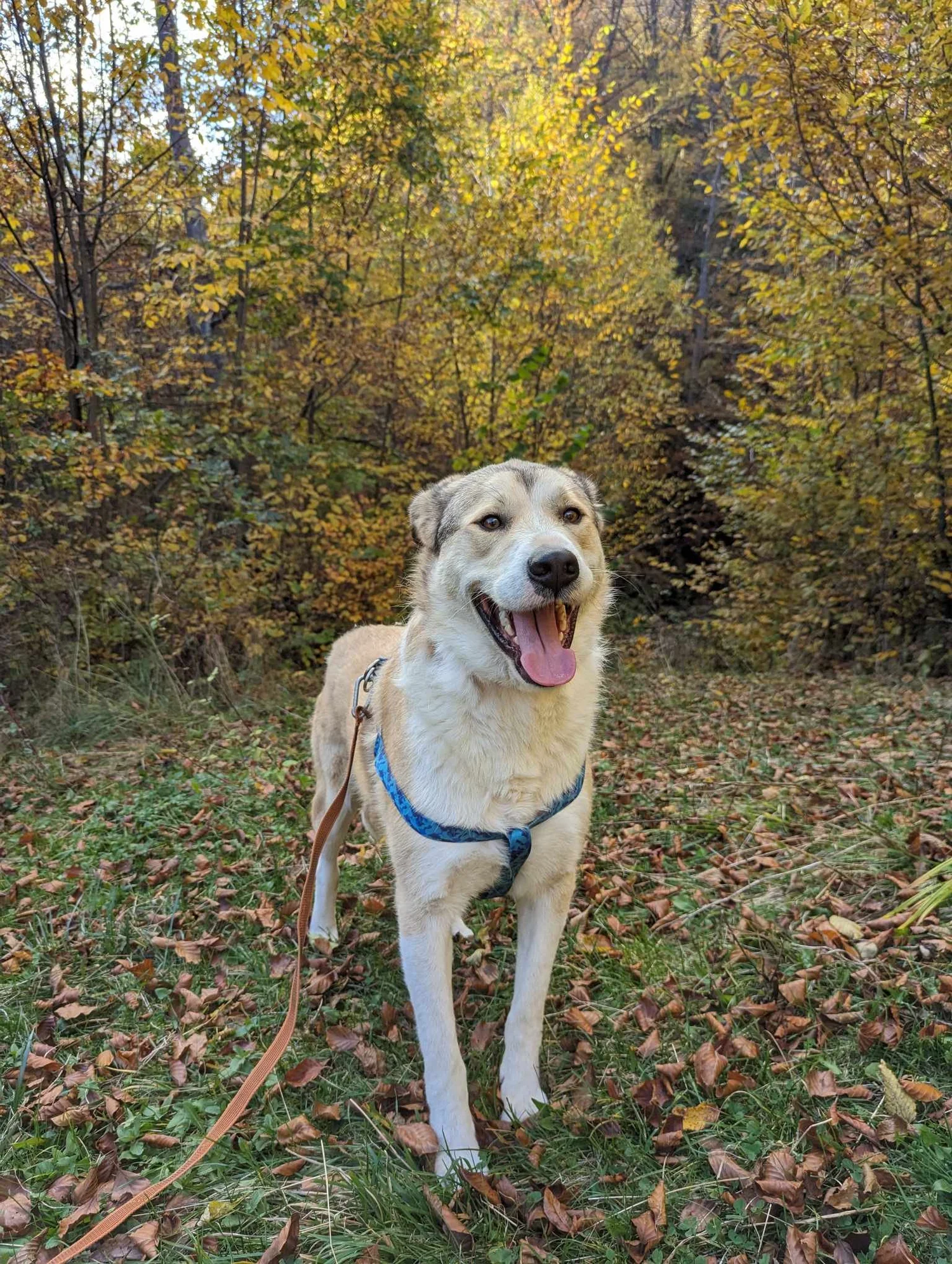 O.U.R Dog Foundation - Adopt a Rescue Dog