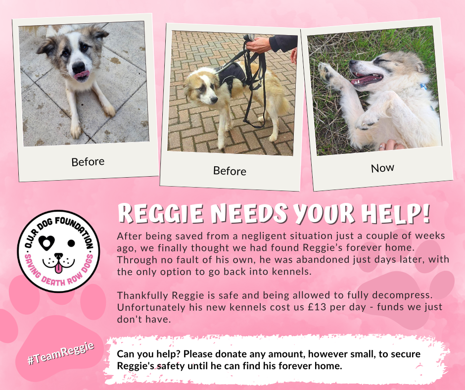 O.U.R Dog Foundation - Adopt a Rescue Dog