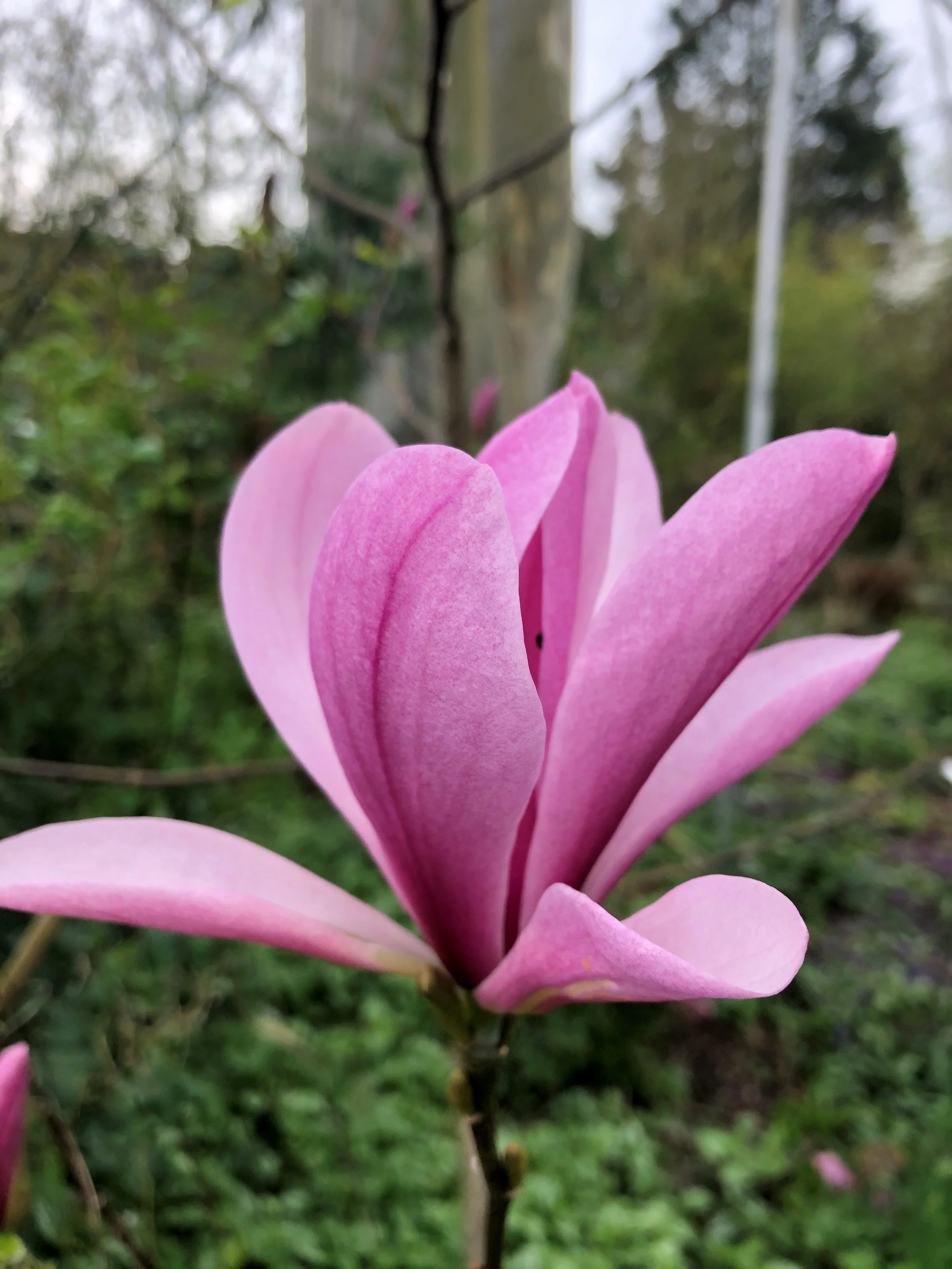 Shop onilne at The Botanic Nursery and Gardens for plants, seeds ...