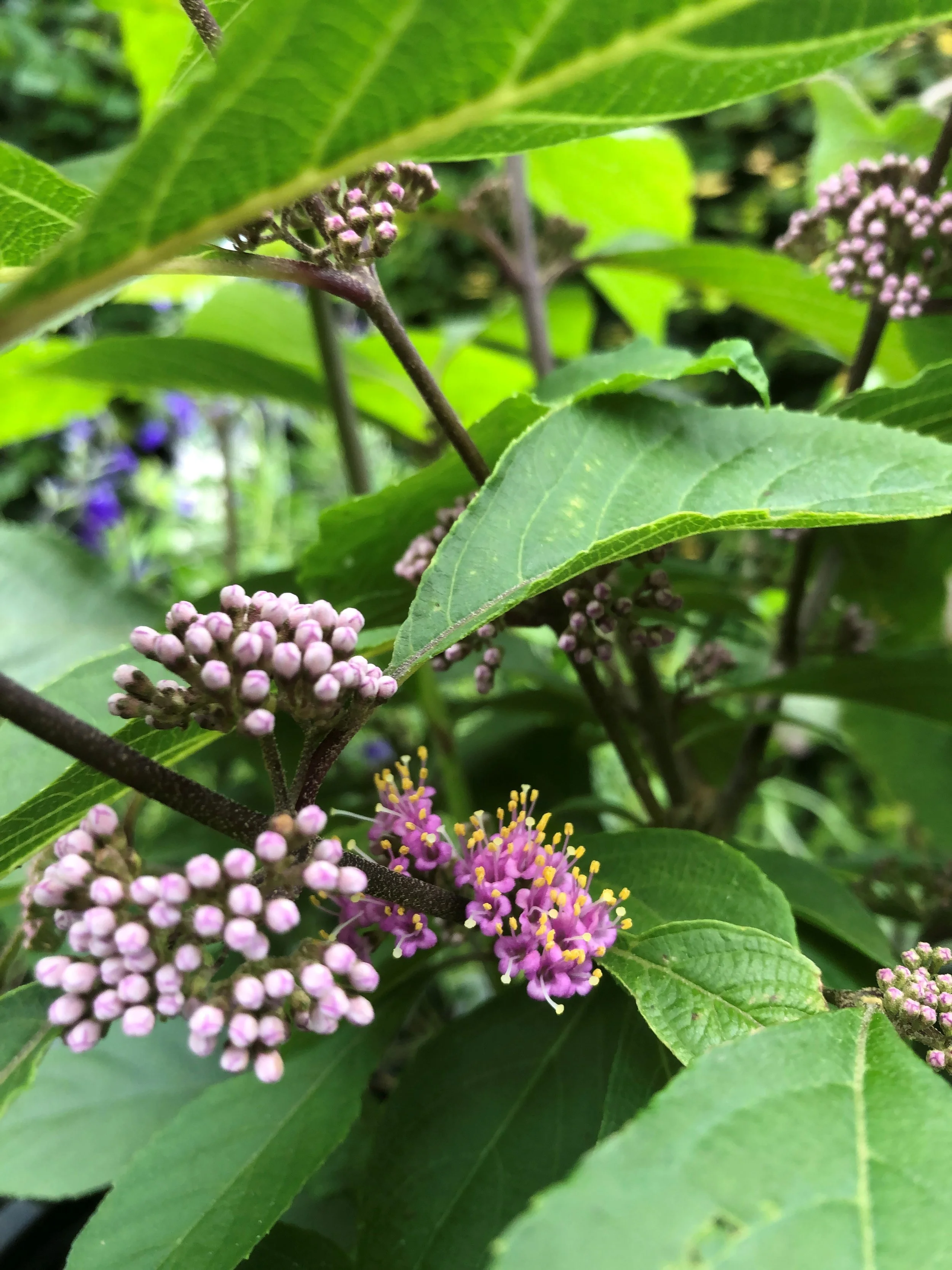 Shop onilne at The Botanic Nursery and Gardens for plants, seeds ...