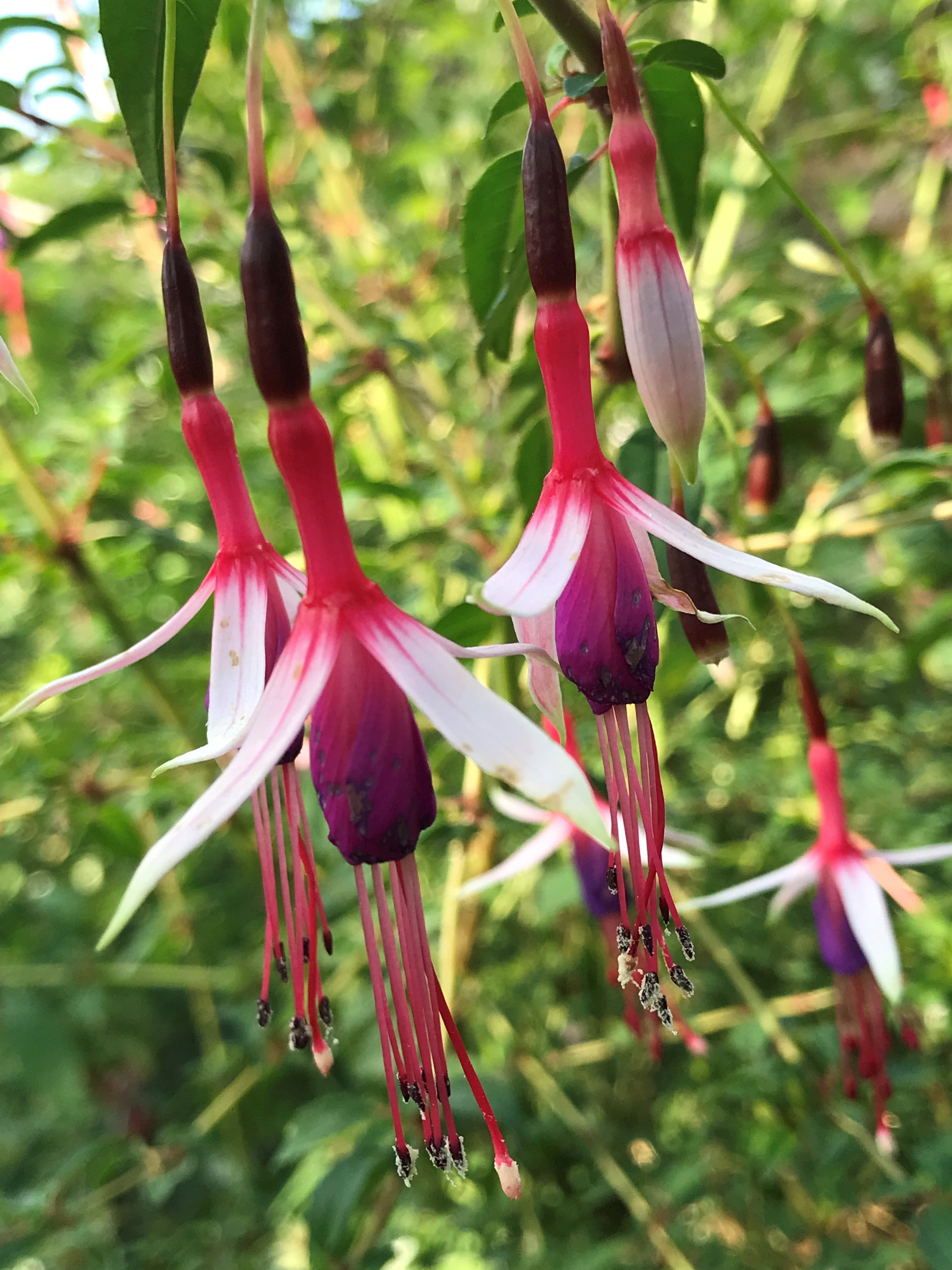 Shop onilne at The Botanic Nursery and Gardens for plants, seeds ...