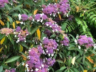 Shop onilne at The Botanic Nursery and Gardens for plants, seeds ...