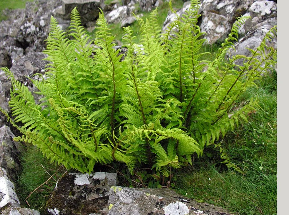 Shop onilne at The Botanic Nursery and Gardens for plants, seeds ...