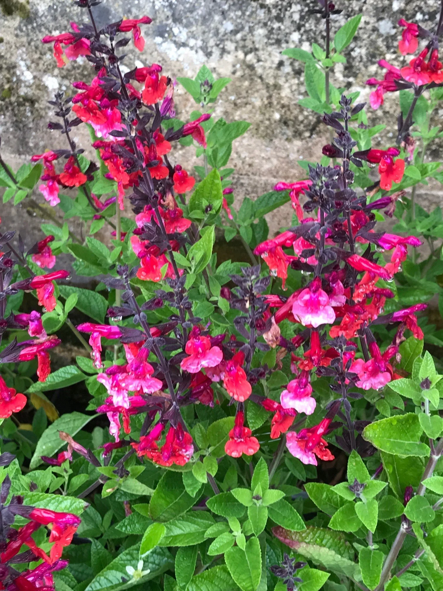 Shop onilne at The Botanic Nursery and Gardens for plants, seeds ...