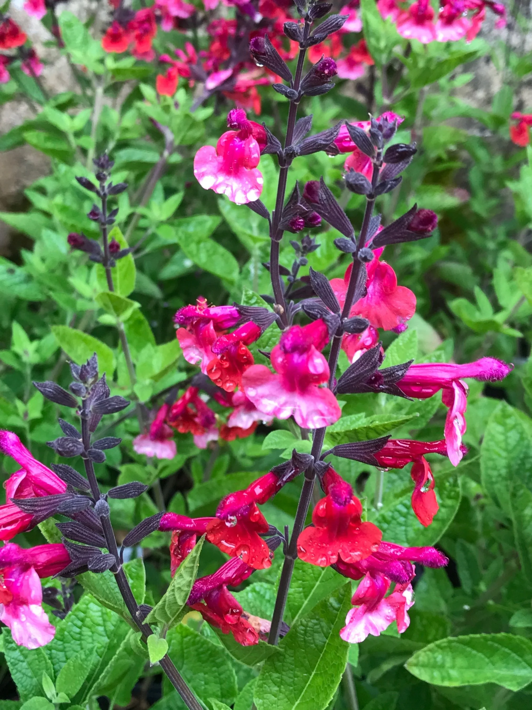 Shop onilne at The Botanic Nursery and Gardens for plants, seeds ...