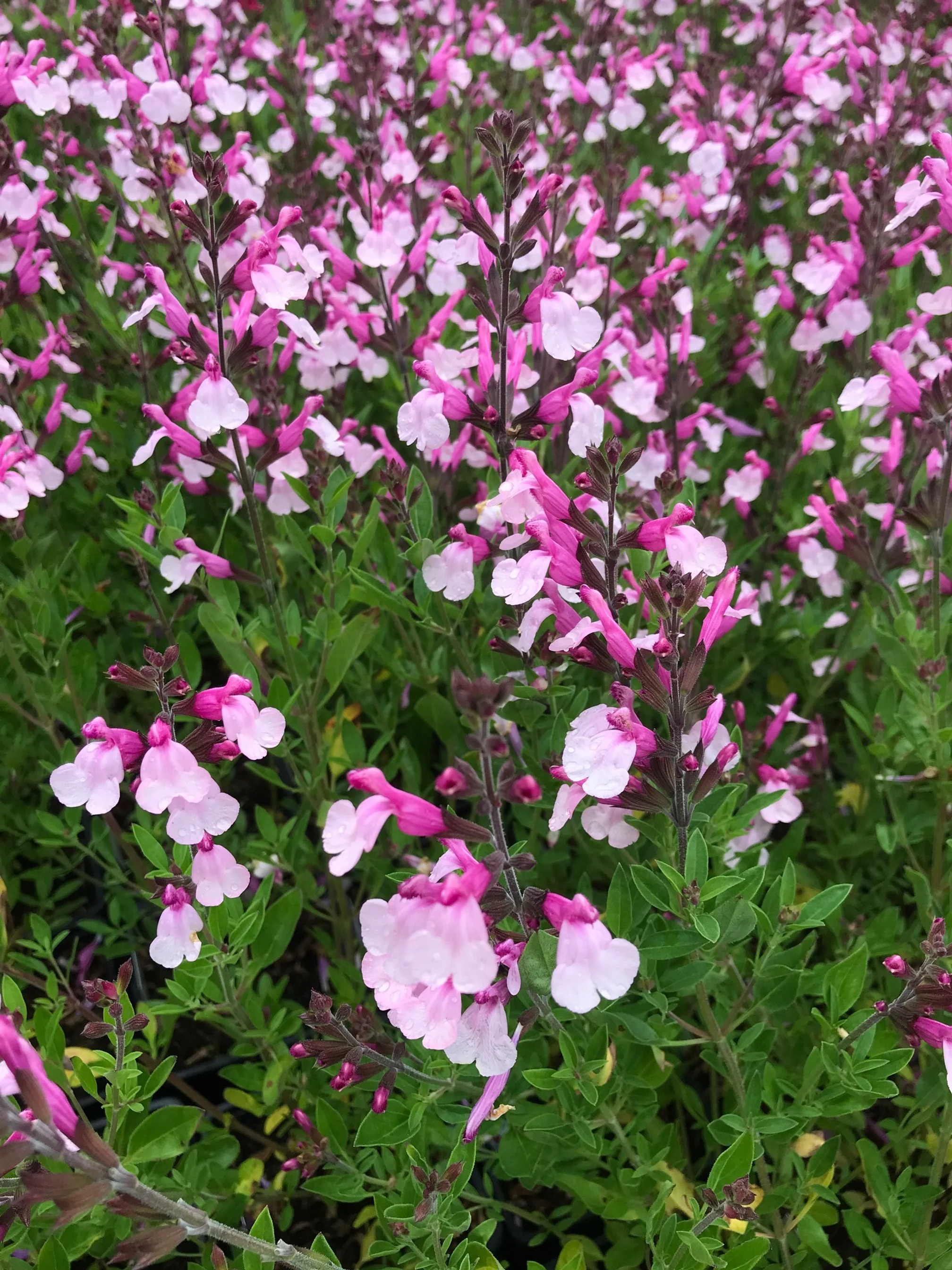 Shop onilne at The Botanic Nursery and Gardens for plants, seeds ...