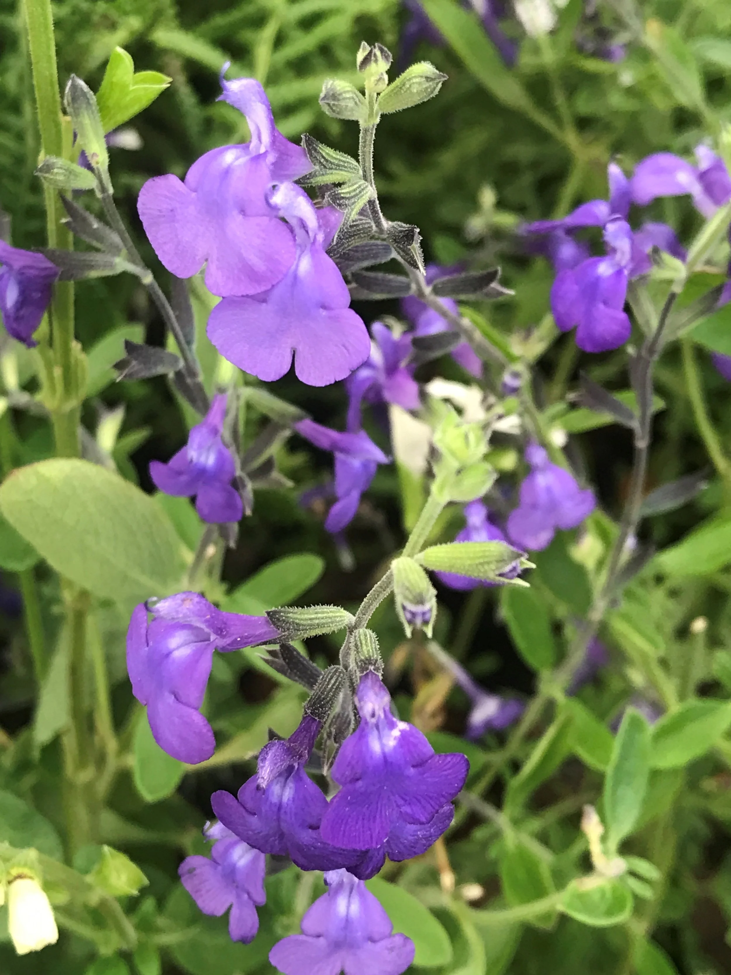 Shop onilne at The Botanic Nursery and Gardens for plants, seeds ...