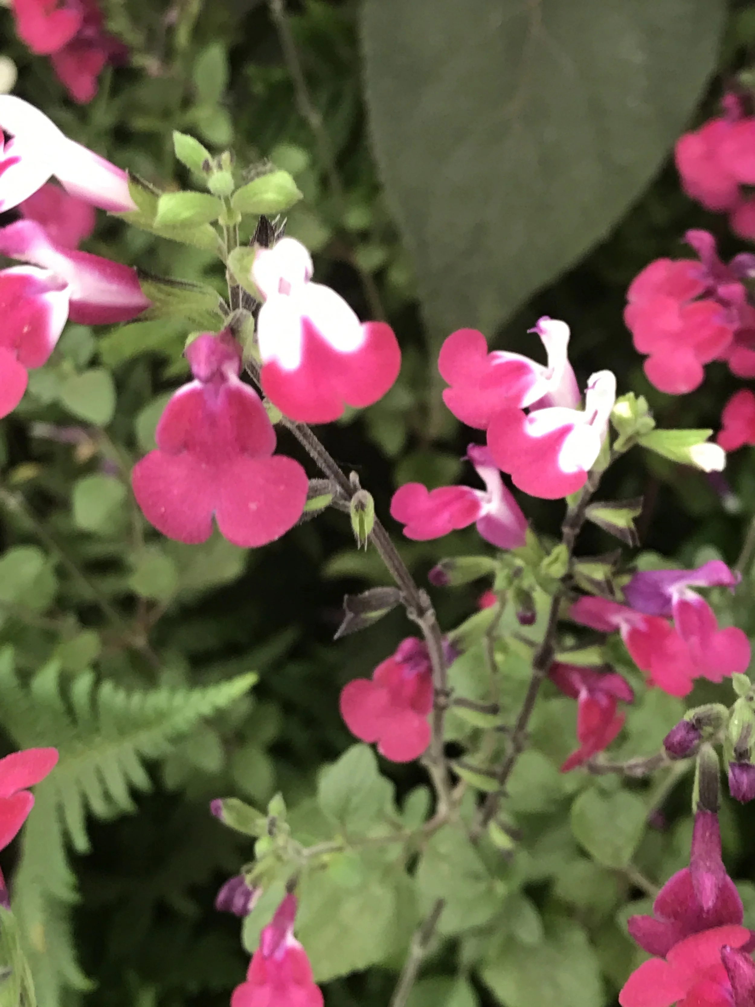 Shop onilne at The Botanic Nursery and Gardens for plants, seeds ...