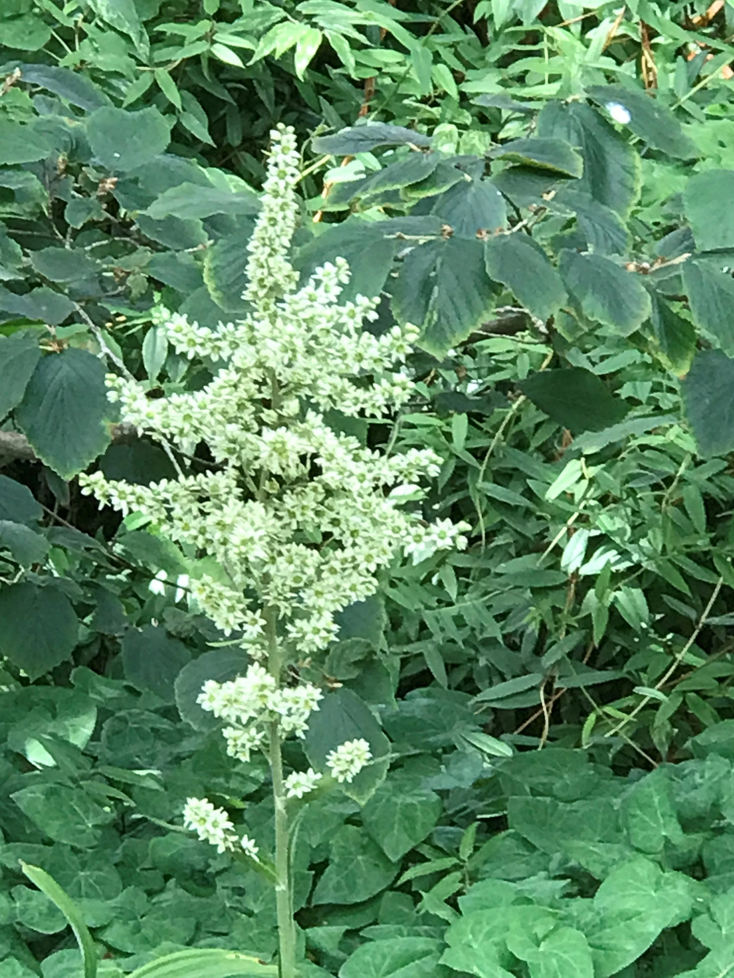 Shop onilne at The Botanic Nursery and Gardens for plants, seeds ...