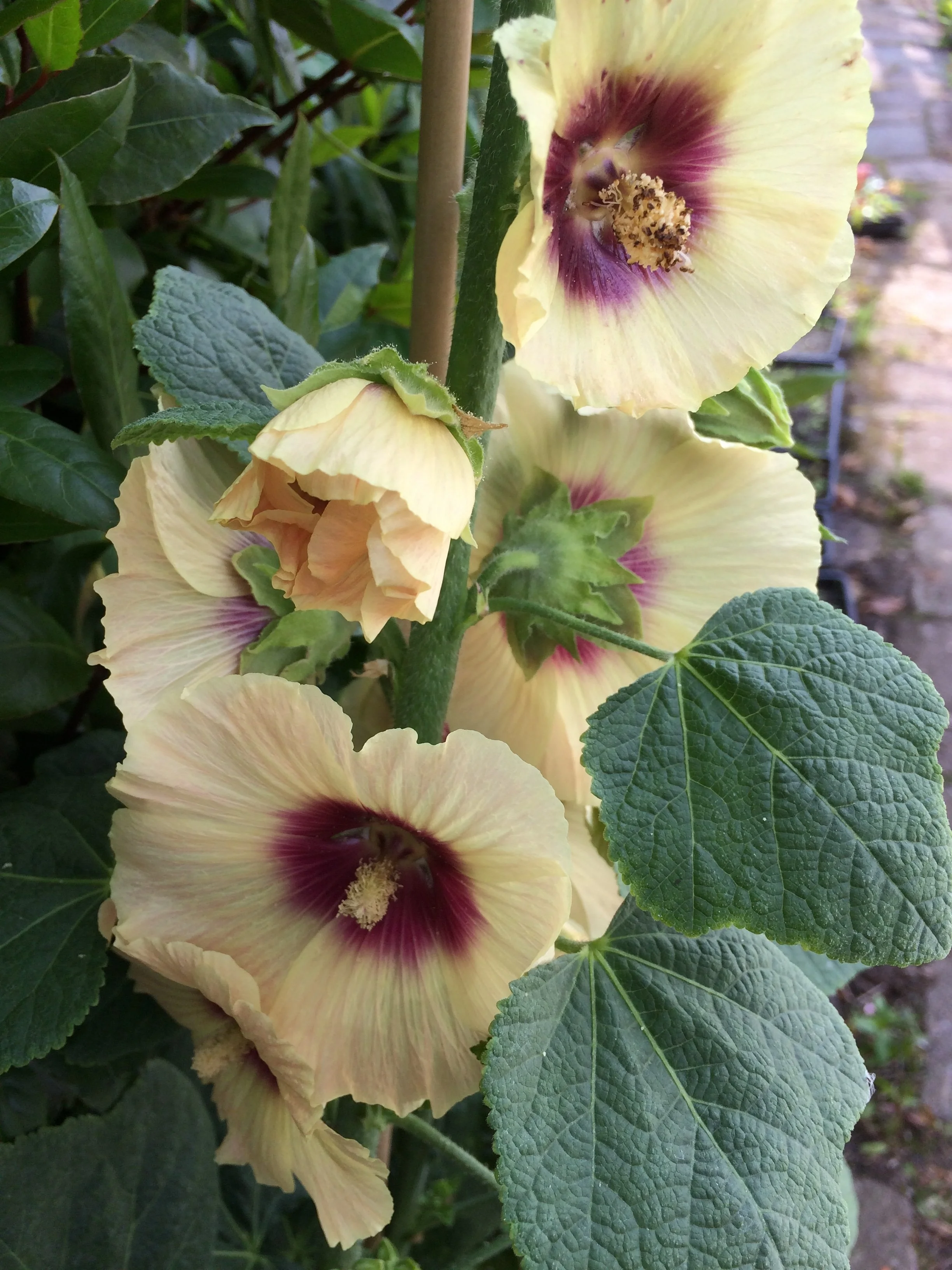 Shop onilne at The Botanic Nursery and Gardens for plants, seeds ...