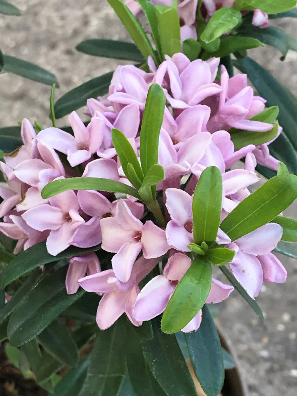 Daphne Transatlantica
