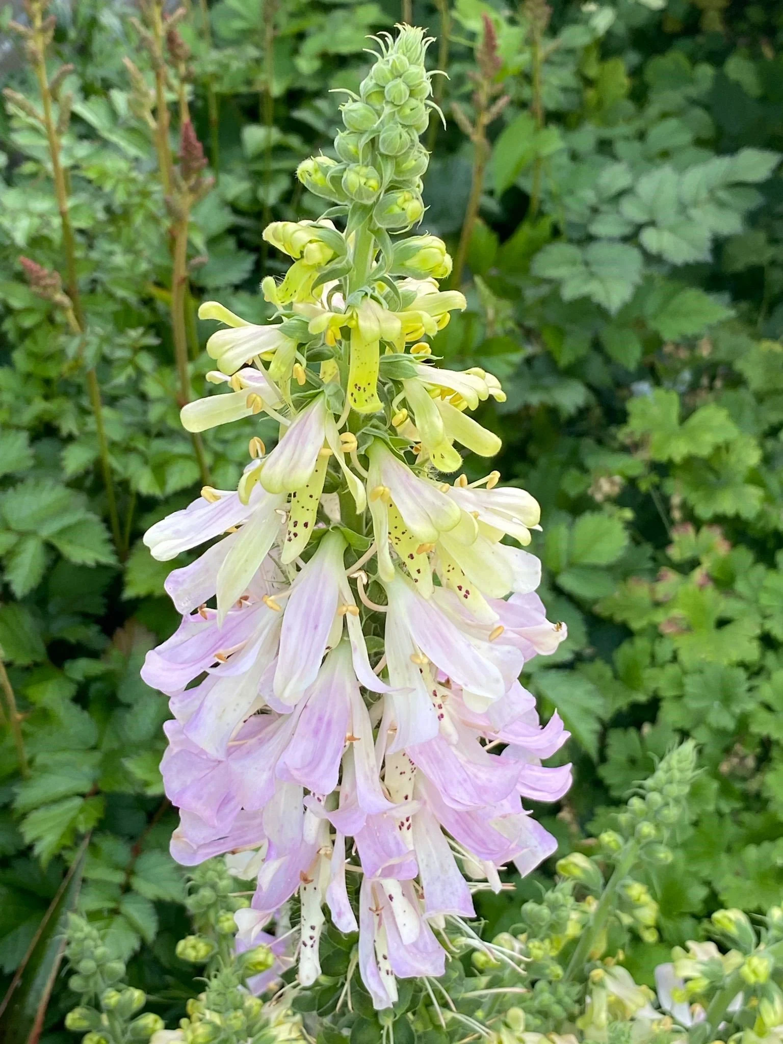 Digitalis 'Appleblossom' — The Botanic Nursery & Gardens