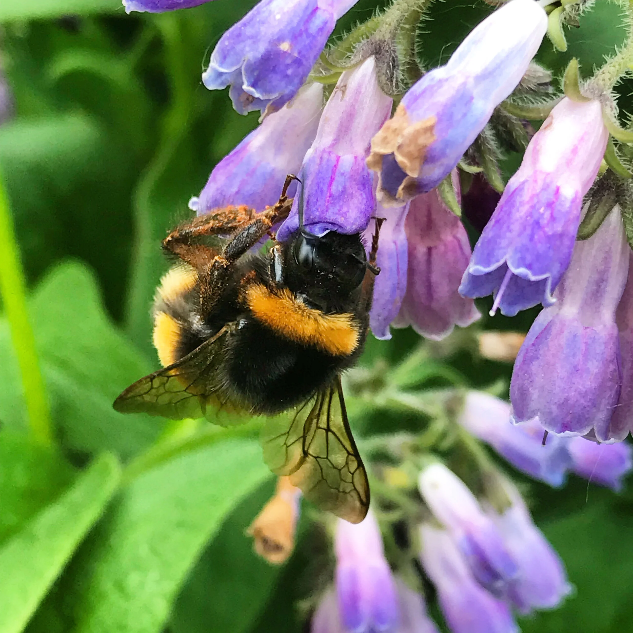 Store 1 — Forest Bees