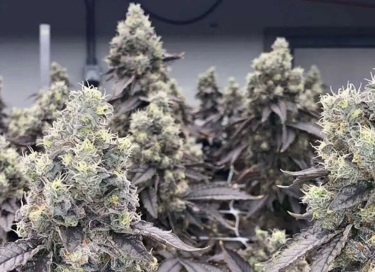 The Beginner's Guide to Ice Cream Cake Strain: Effects and Benefits