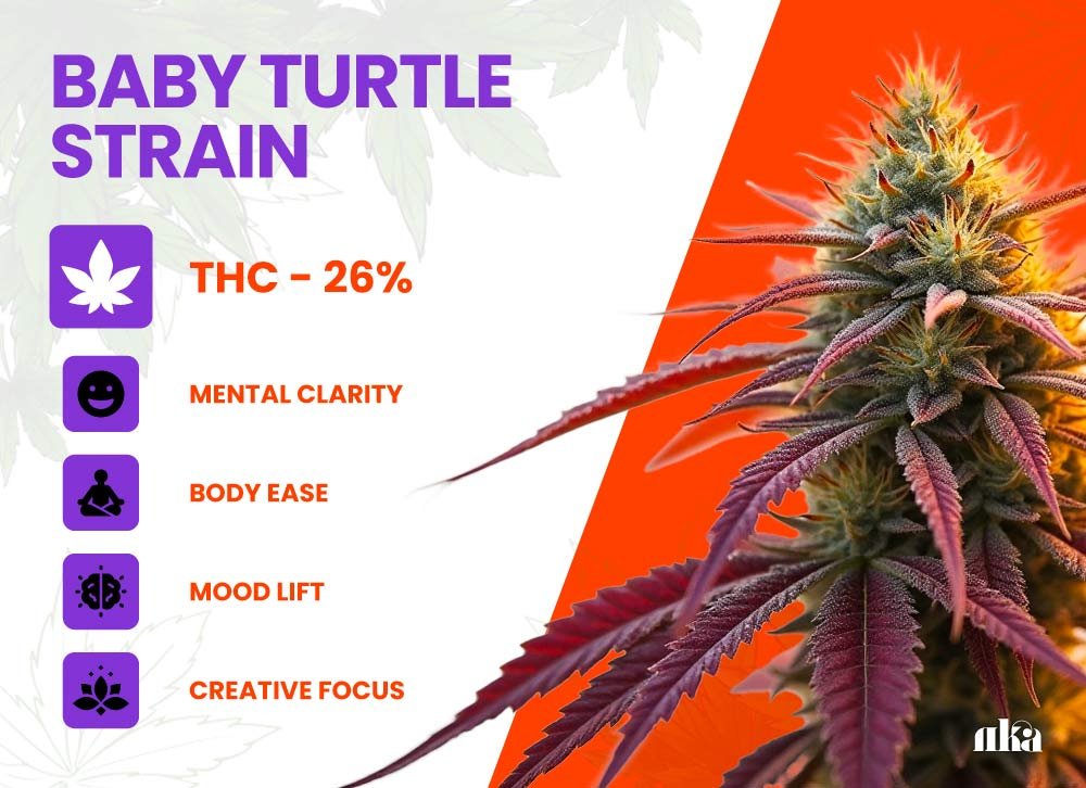 Baby Turtle Strain Effects And THC Levels