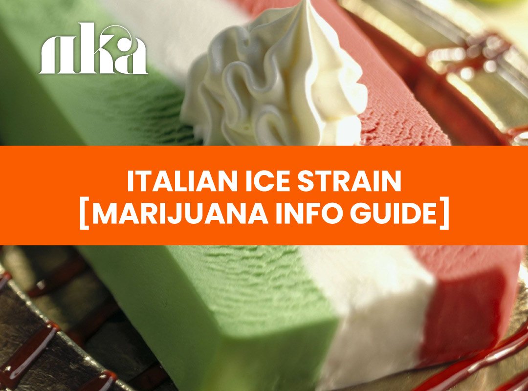 Italian Ice Strain: Marijuana Info Guide