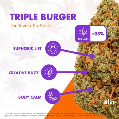 Triple Burger Strain Effects: How It Feels, How Long It Lasts