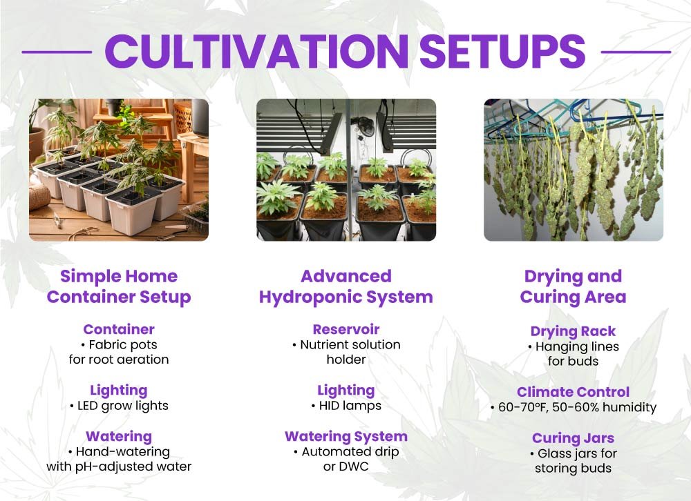 How to Grow Weed in 5 Easy Steps: Beginner’s Guide