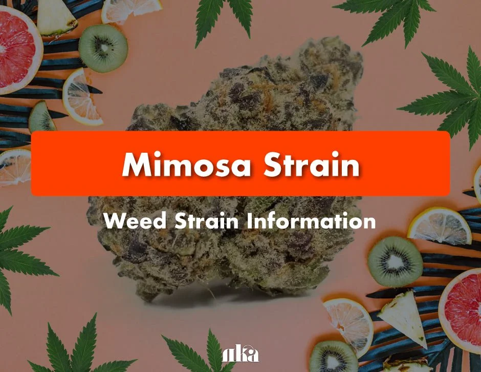 Mimosa Strain Review: Weed Strain Information Guide