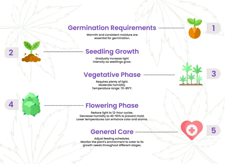 Pop Rocks Strain: Marijuana Strain Information