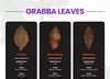 Varieties Of Grabba Tobacco Leaf
