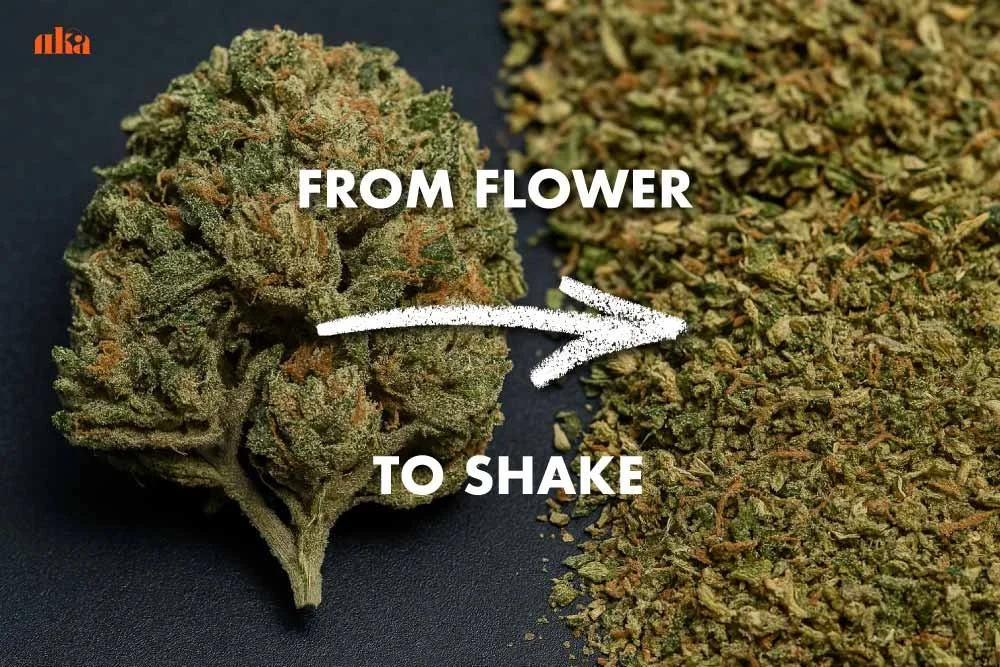 Characteristics Of Shake Weed
